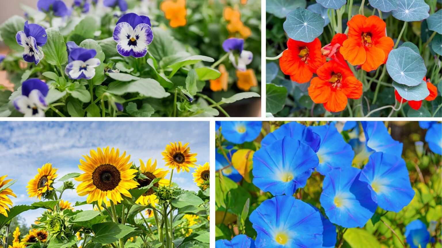10 Quick-Growing Flowers to Transform Your Garden with Color