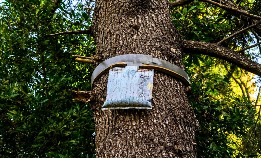 If You Spot a Plastic Bag on a Tree, Dont Go Imminent Danger