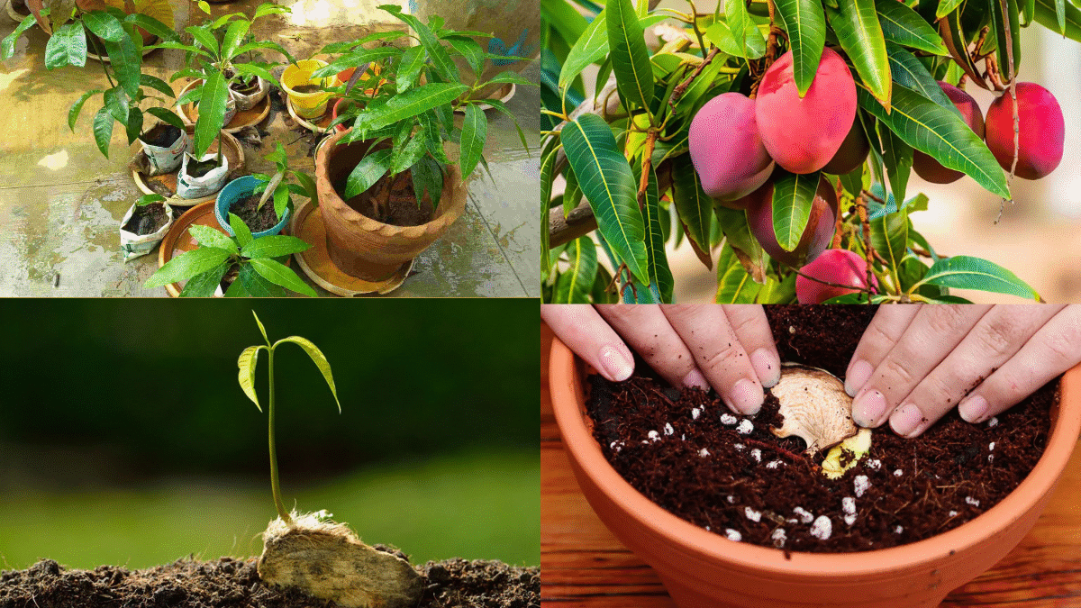 How to Plant a Mango Seed and Grow Your Own Tree/ Green