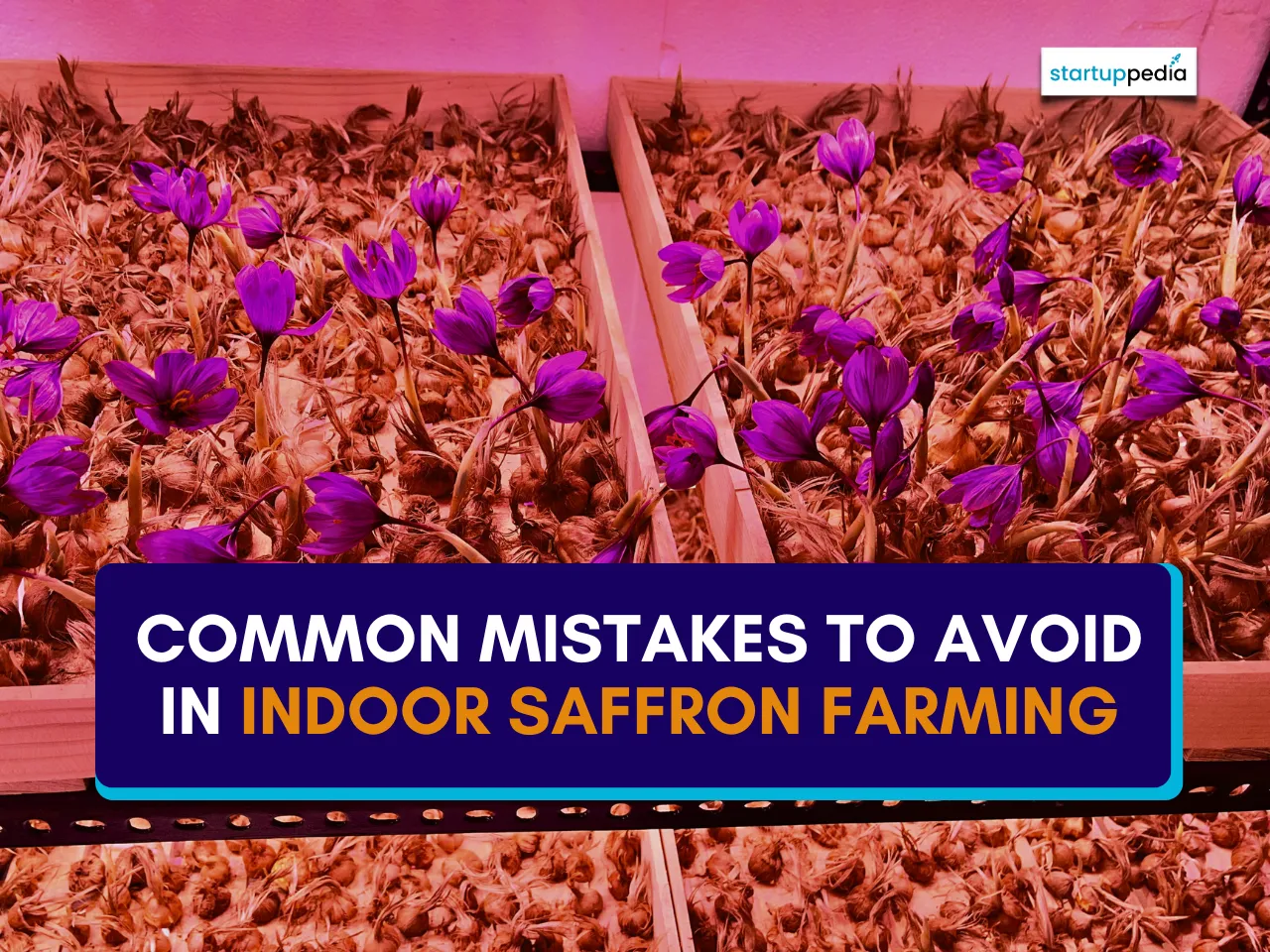 Common Mistakes to Avoid in Indoor Saffron Farming | Green