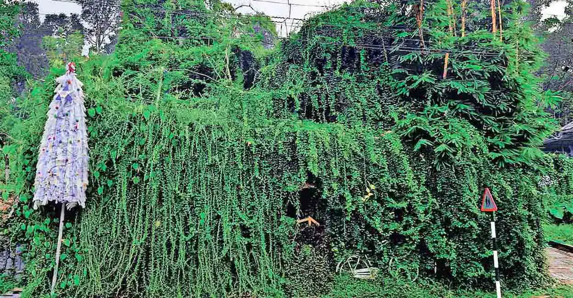 Not a forest, this nature home unique for its extraordinary