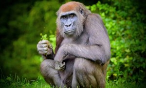 Early apes lived in a constantly changing world fire and ash