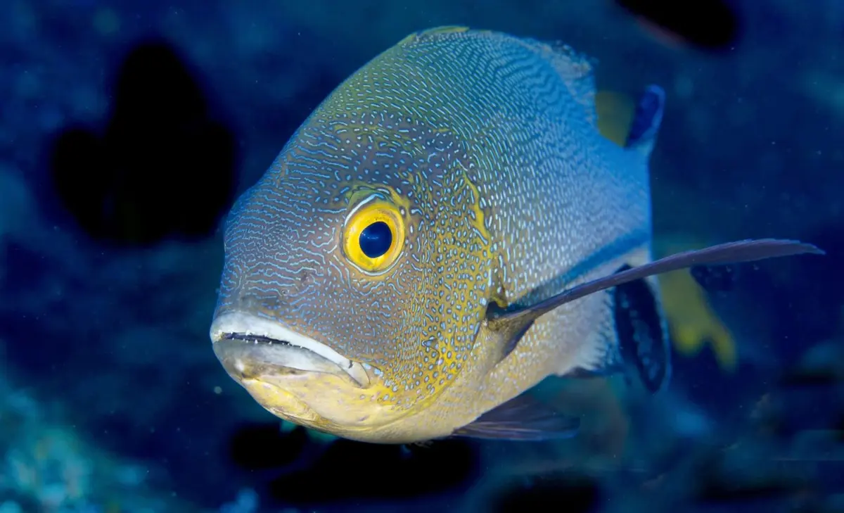 Why fish can’t evolve both powerful jaws and big teeth