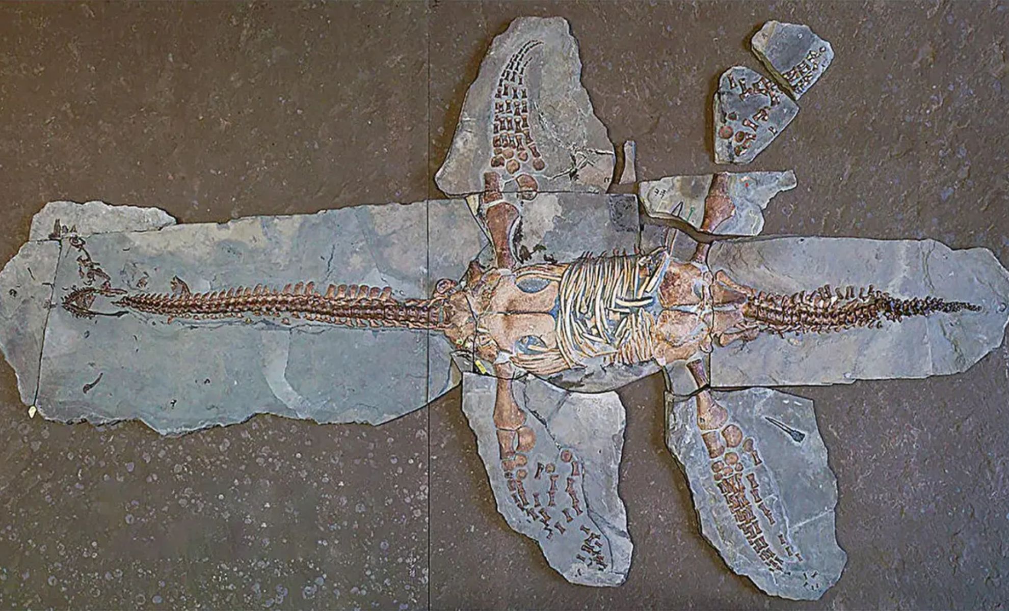 Scientists Stunned 183-Million-Year-Old Fossil Skin Scales