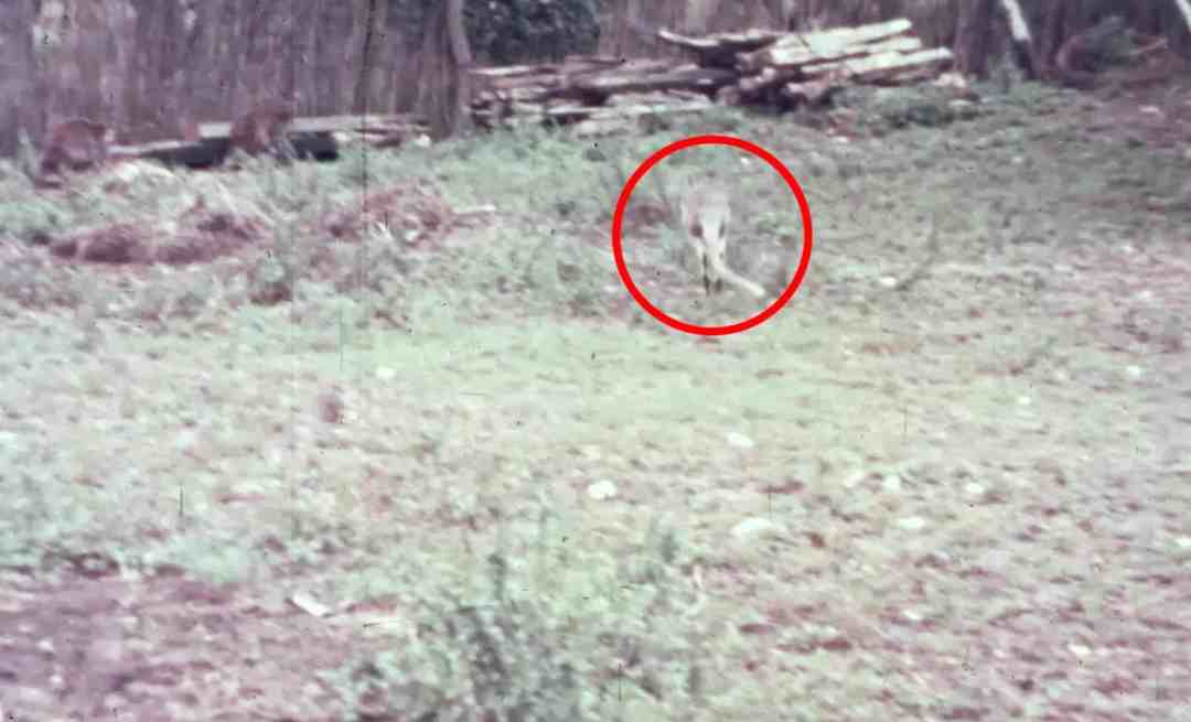Unearthed Footage Reveals Extinct Australian Species Colour