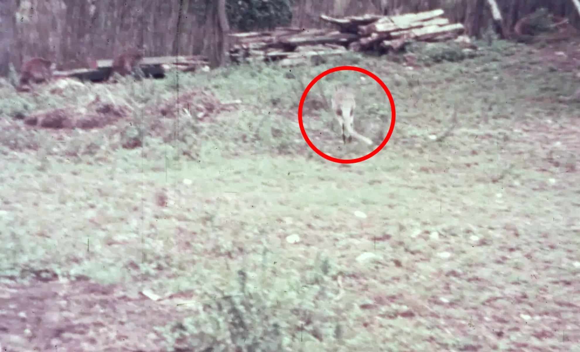 Unearthed Footage Reveals Extinct Australian Species Colour