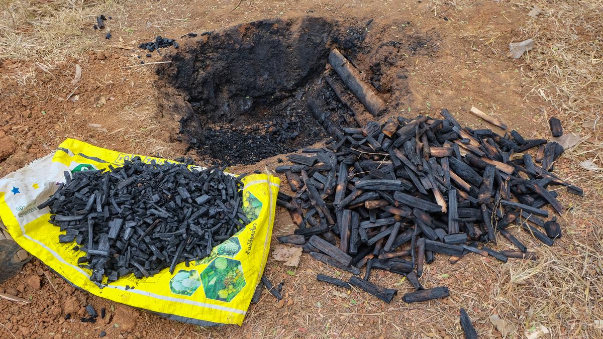 What is the potential of biochar? | Explained